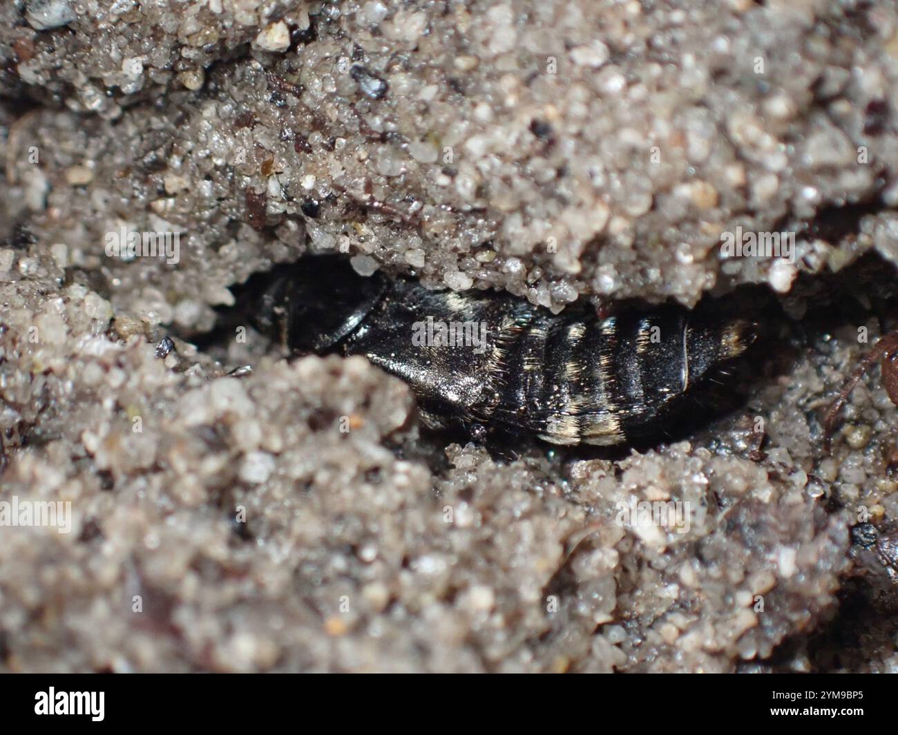 hairy rove beetle (Creophilus maxillosus Stock Photo - Alamy