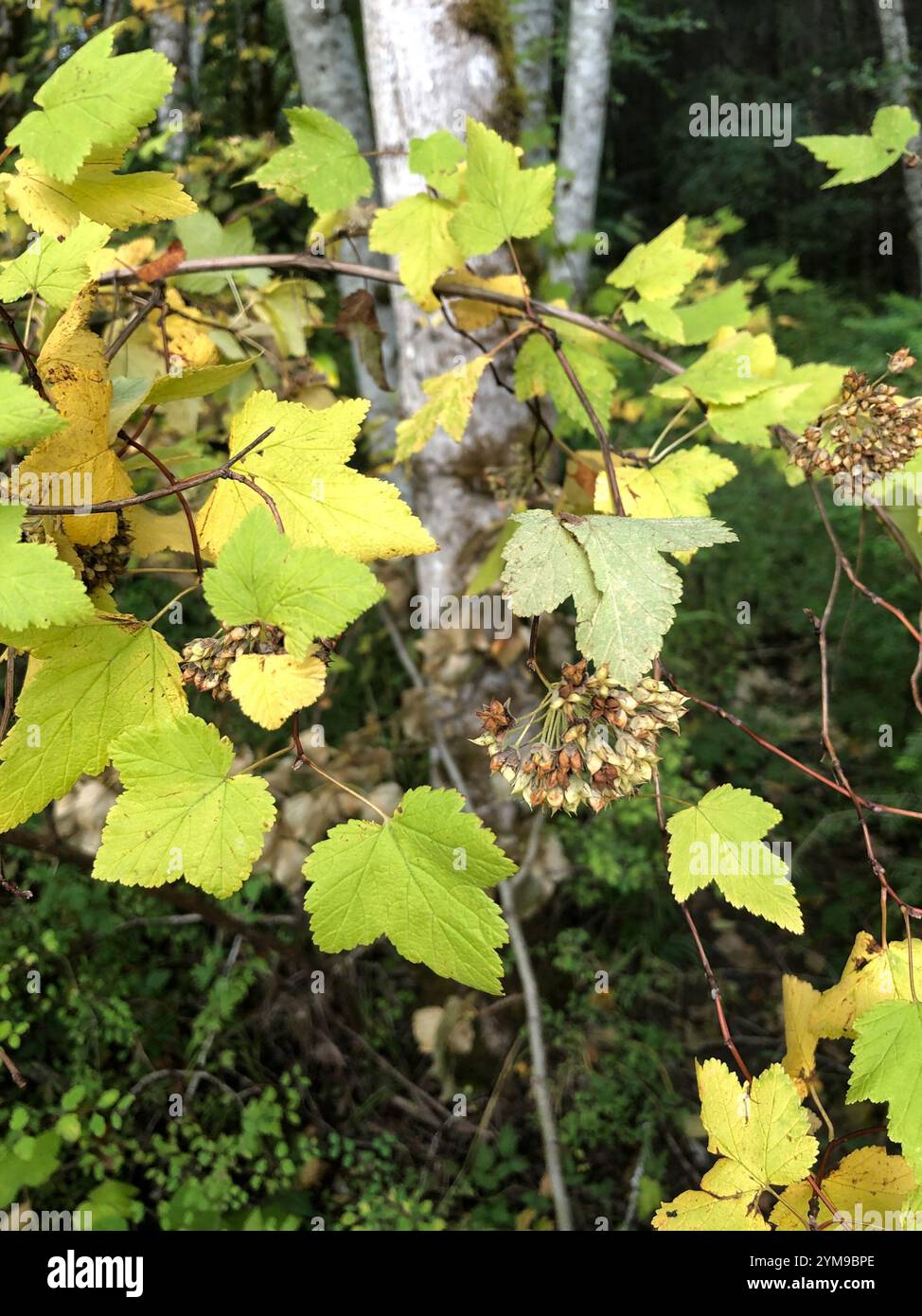 Pacific ninebark (Physocarpus capitatus Stock Photo - Alamy