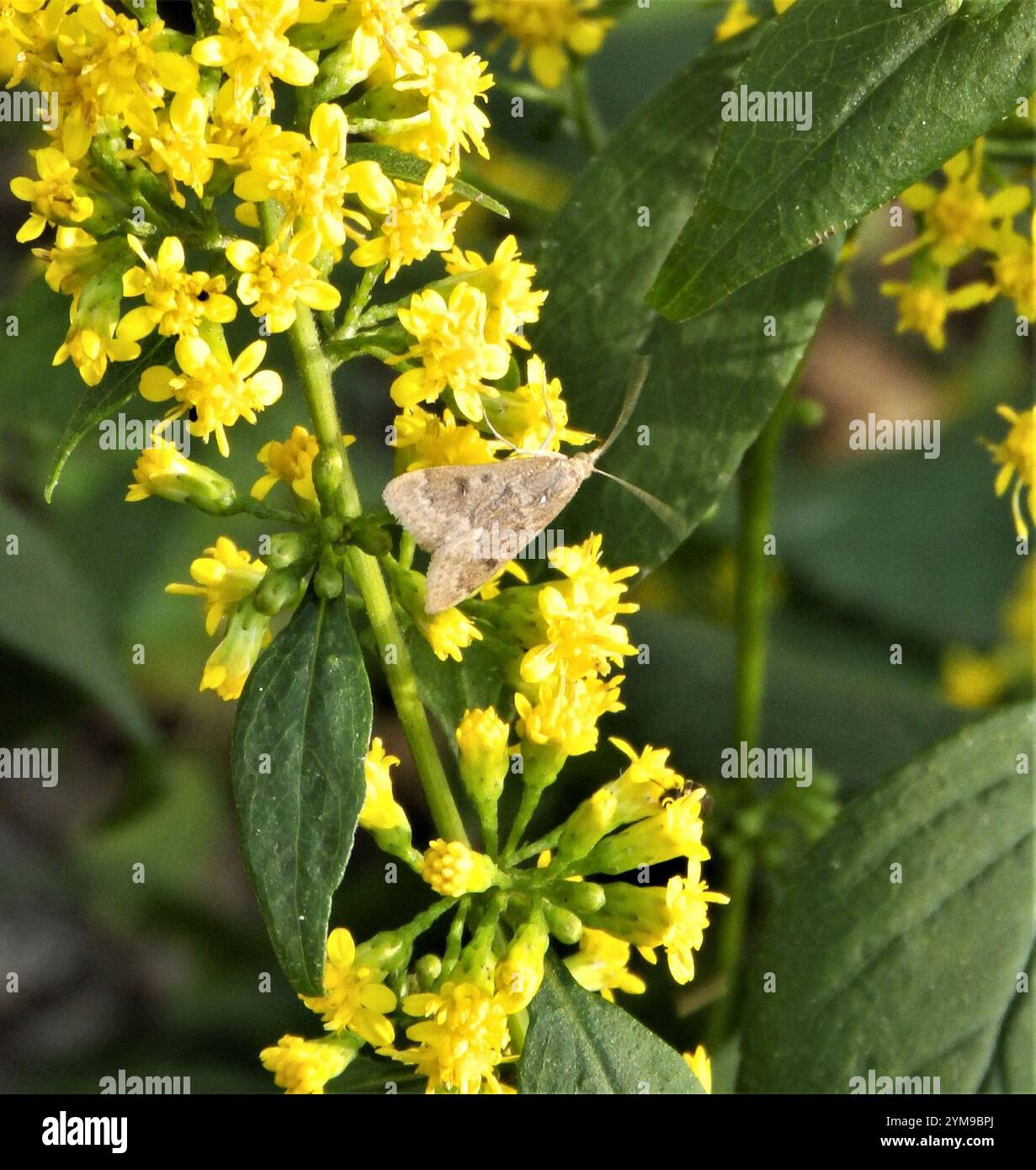 Garden Webworm Moth (Achyra rantalis Stock Photo - Alamy