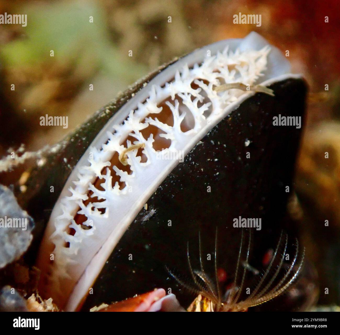 Blue Mussel (Mytilus edulis Stock Photo - Alamy