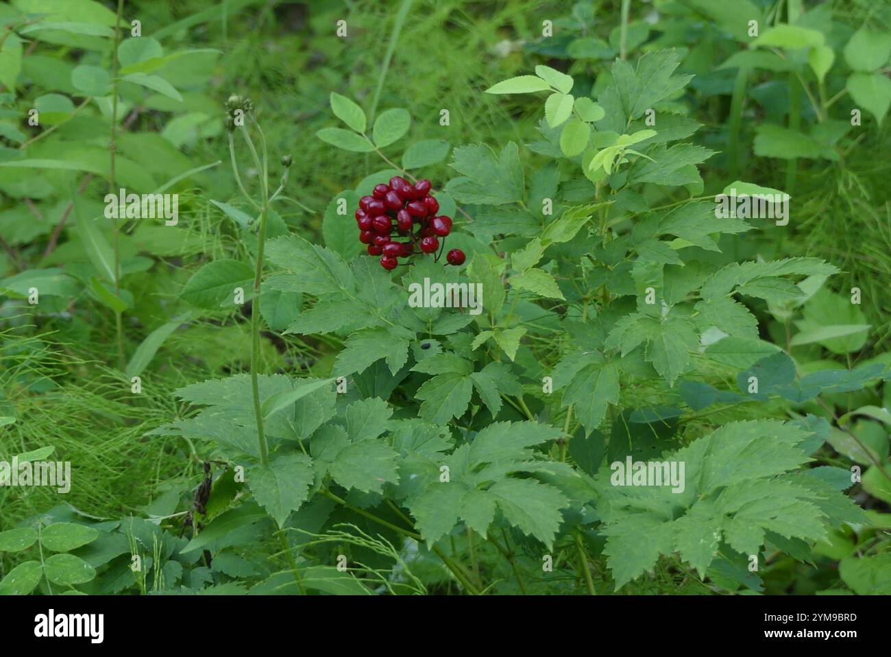 red baneberry (Actaea rubra Stock Photo - Alamy