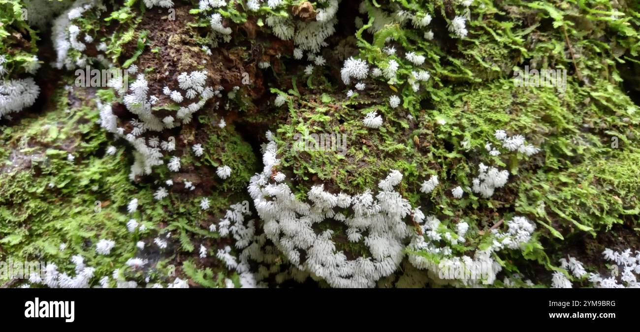 Honeycomb Coral Slime Mold (Ceratiomyxa fruticulosa Stock Photo - Alamy