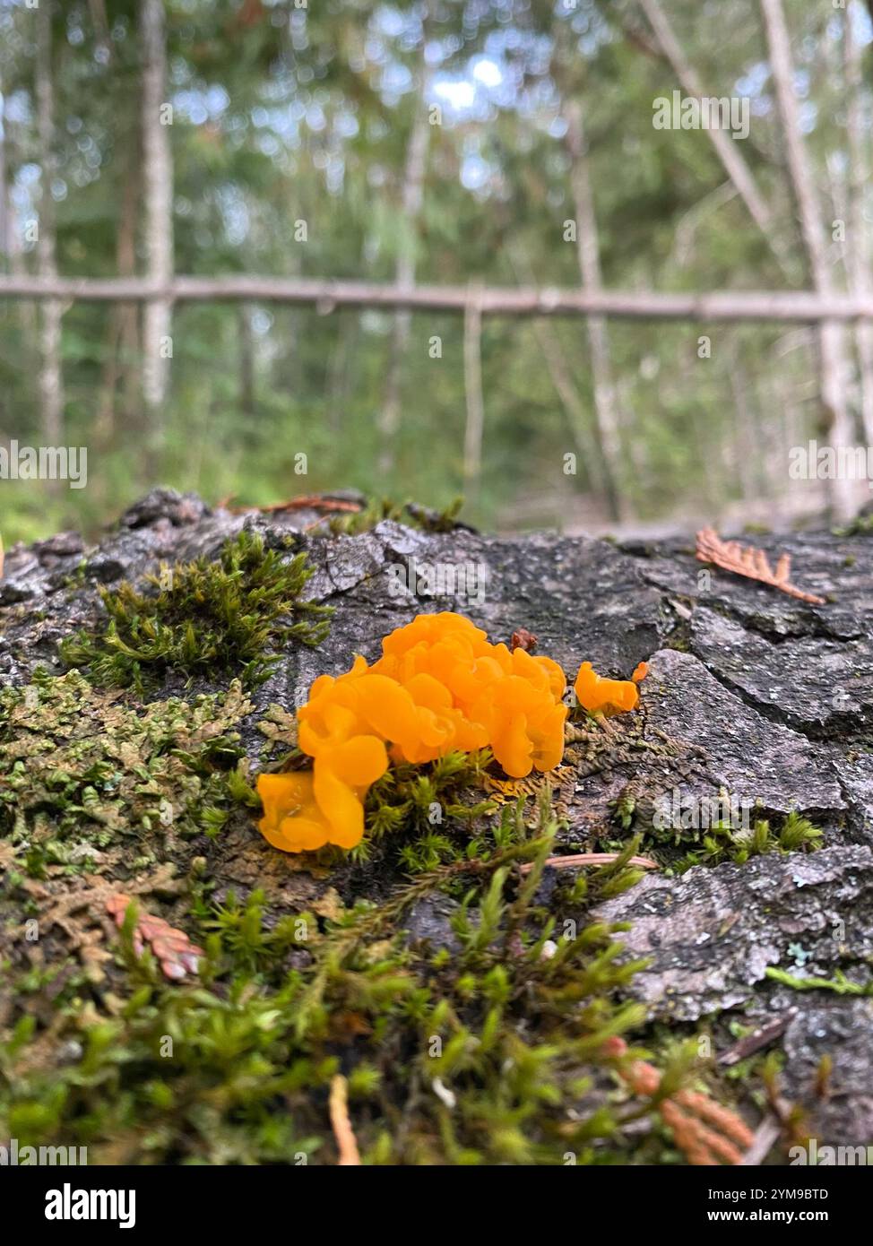 Orange Jelly Spot (Dacrymyces chrysospermus Stock Photo - Alamy