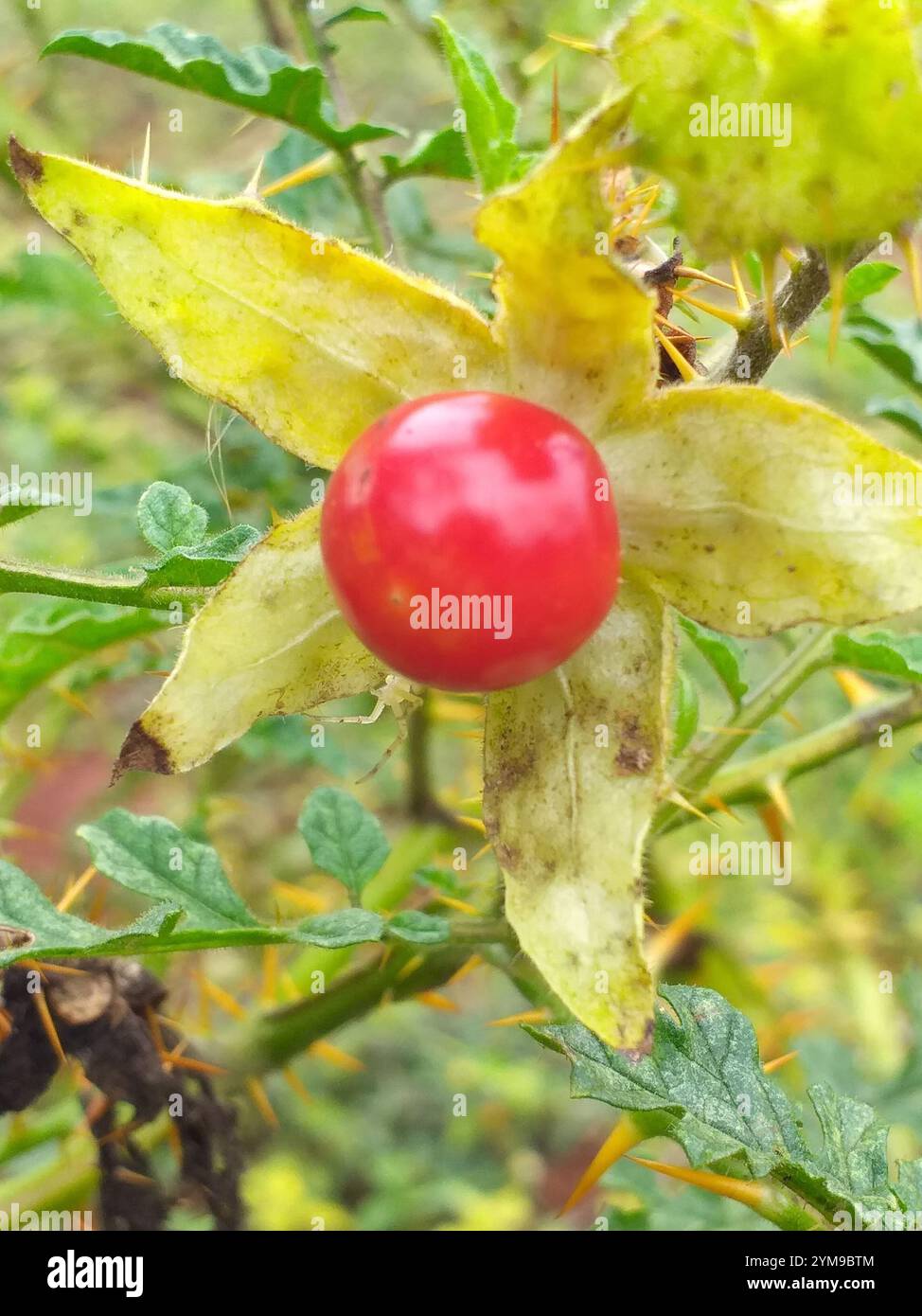 Red Buffalo-bur (Solanum sisymbriifolium Stock Photo - Alamy