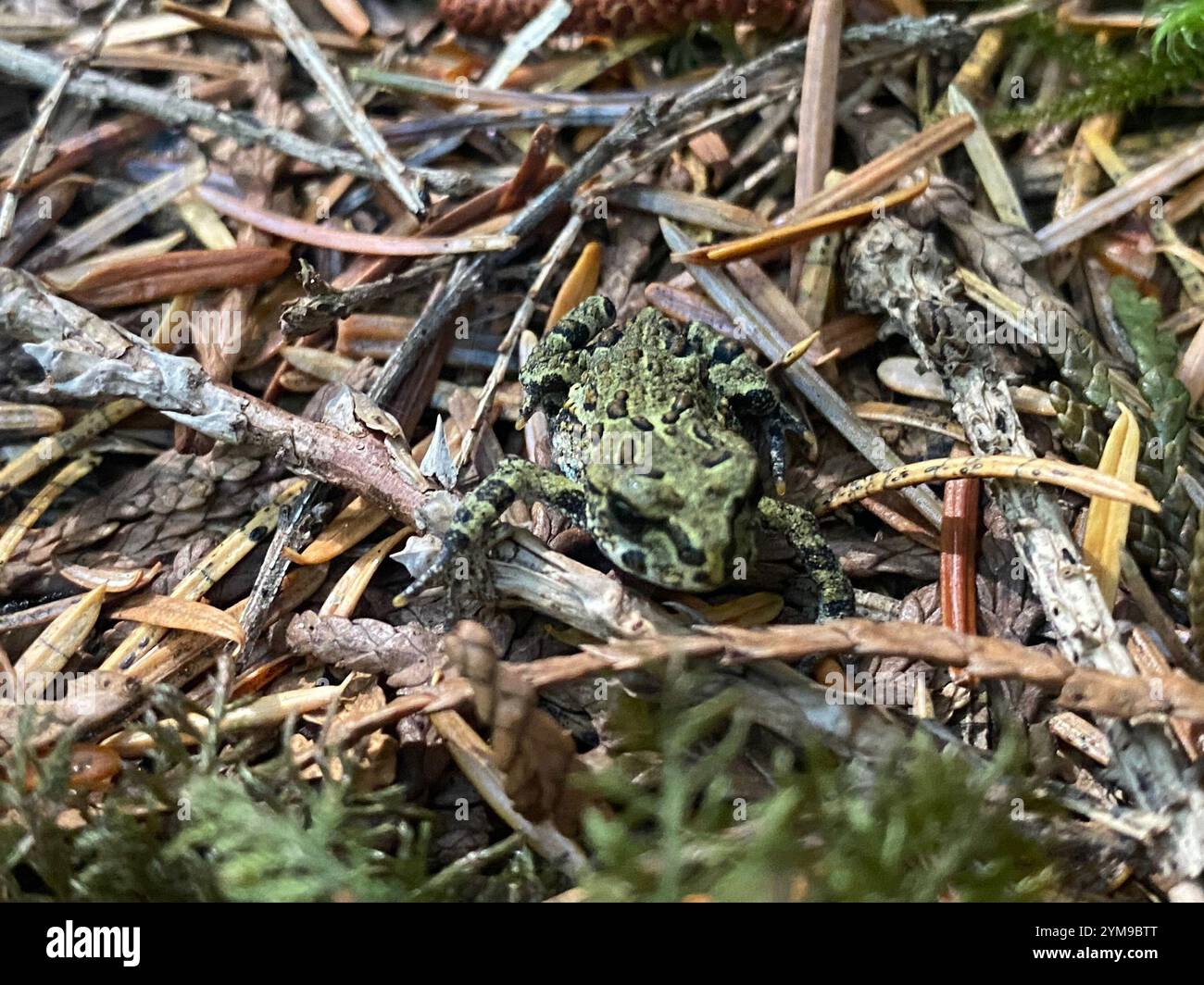 Western Toad (Anaxyrus boreas Stock Photo - Alamy