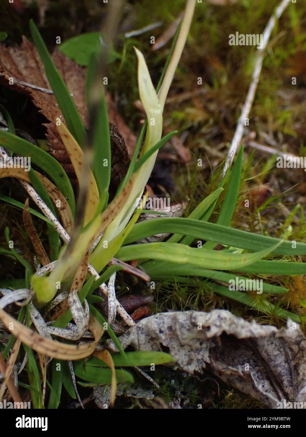 tofieldia family (Tofieldiaceae Stock Photo - Alamy