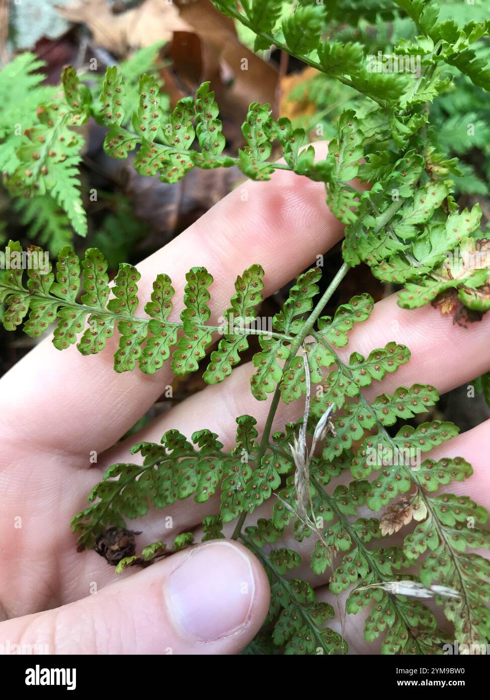 intermediate wood fern (Dryopteris intermedia Stock Photo - Alamy