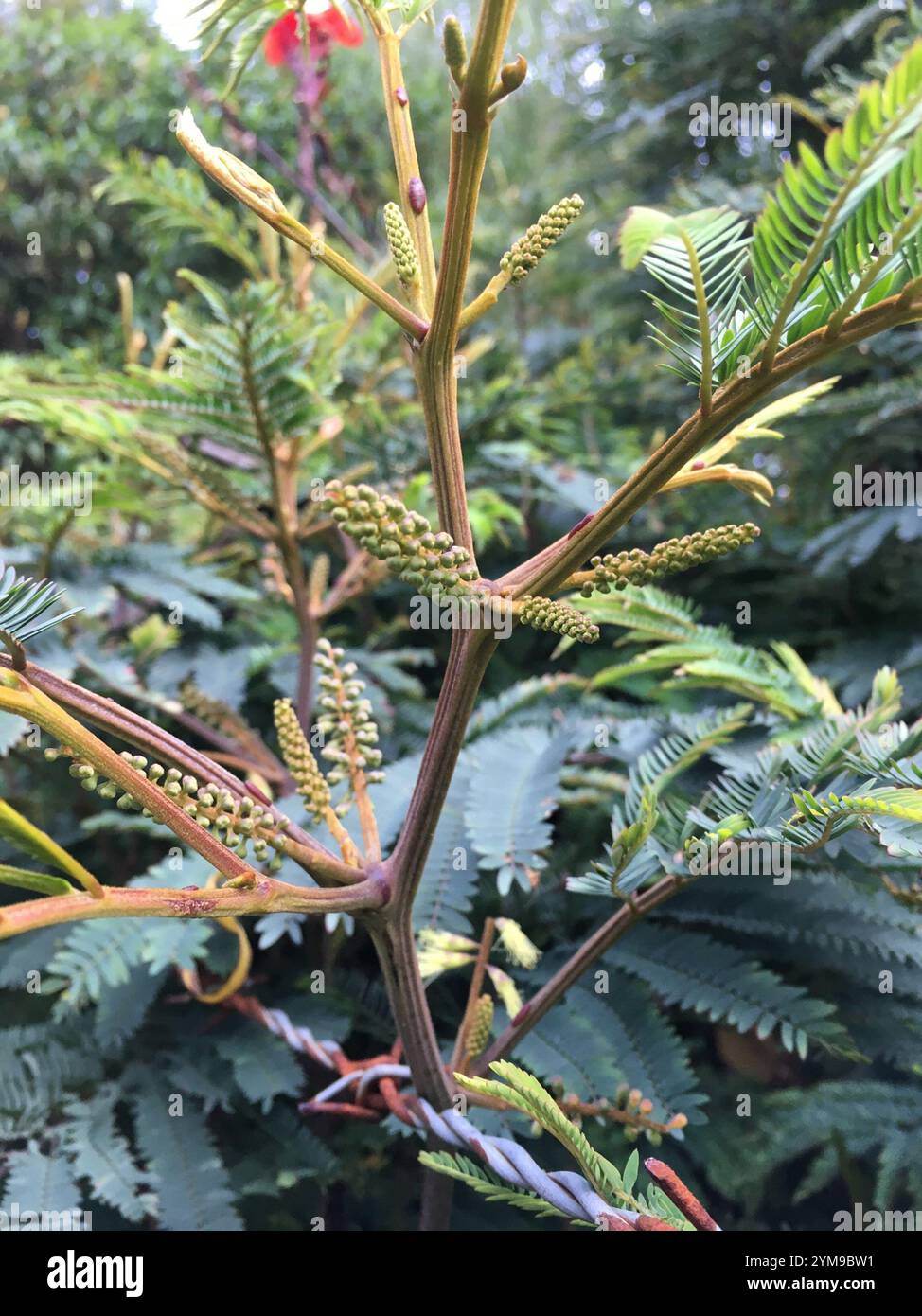 Plume Albizia (Paraserianthes lophantha Stock Photo - Alamy