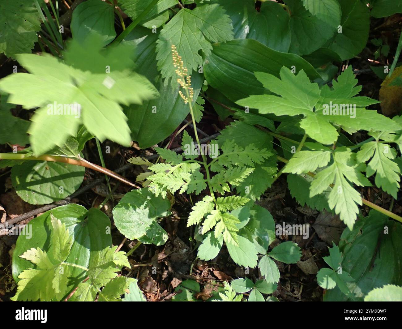 rattlesnake fern (Botrypus virginianus Stock Photo - Alamy