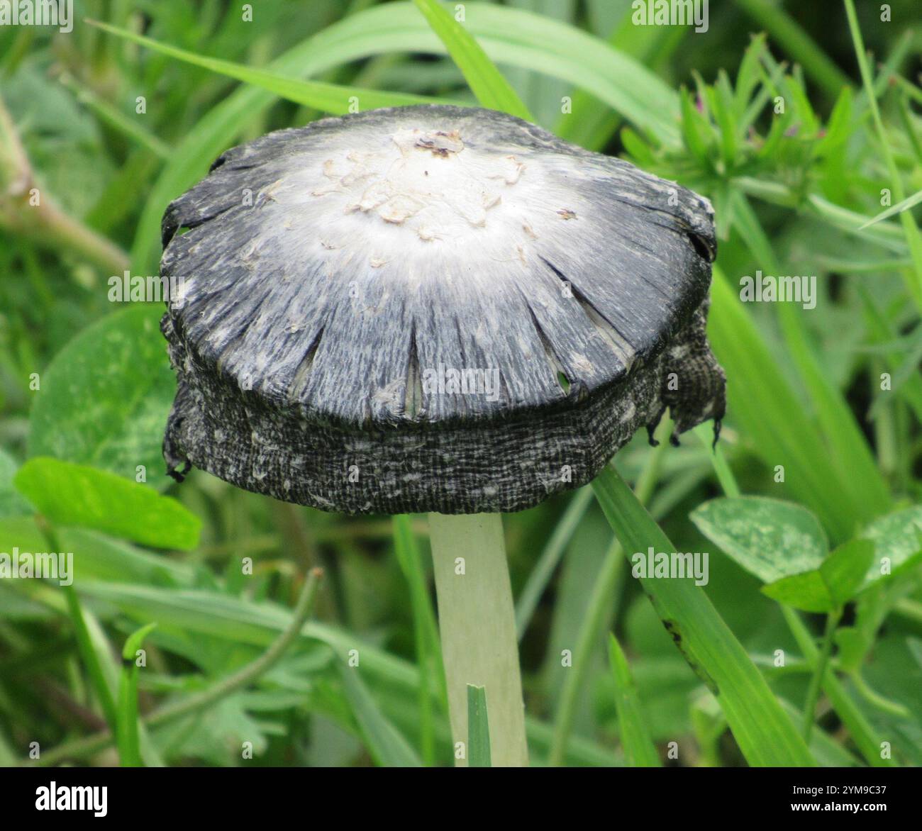 inky caps (Coprinus Stock Photo - Alamy