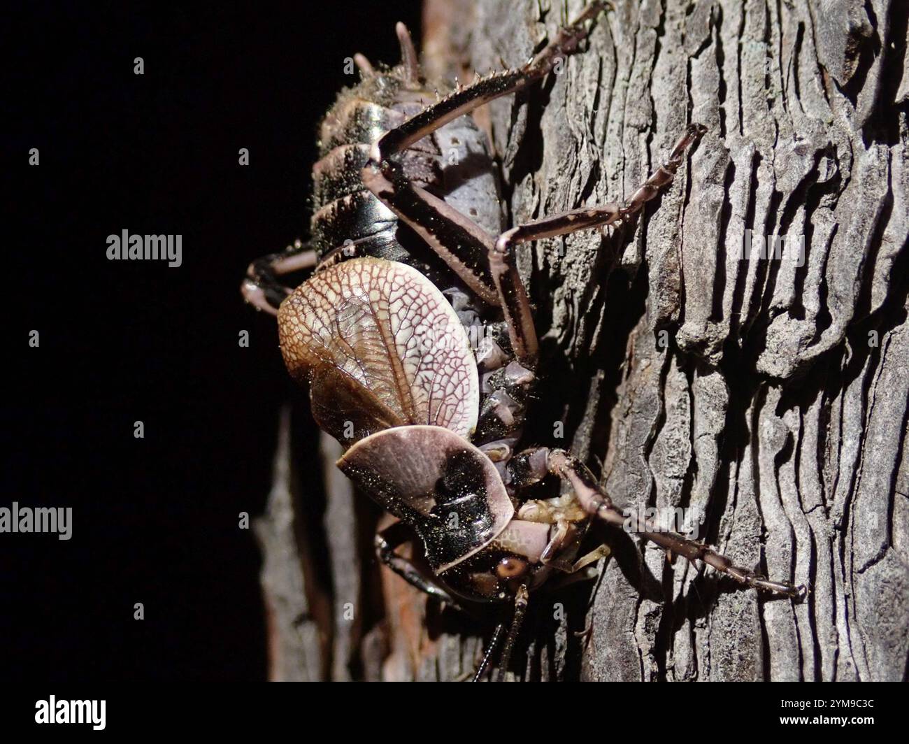 Great Grig (Cyphoderris monstrosa Stock Photo - Alamy