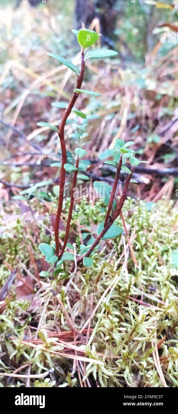 Huckleberry Broom Rust Fungus (Calyptospora columnaris Stock Photo - Alamy