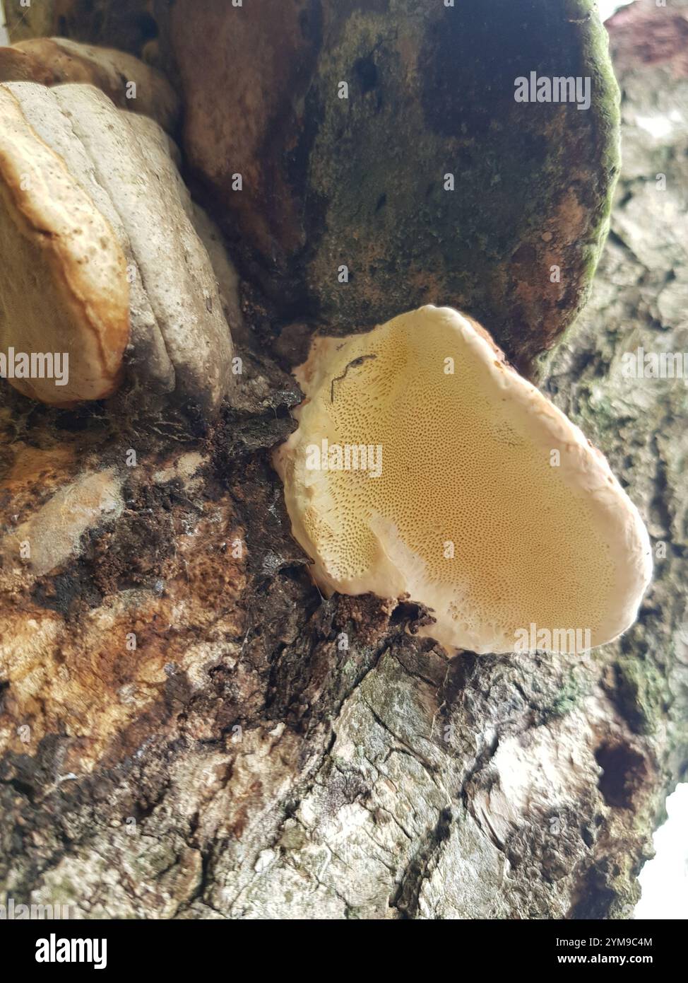 Red-banded Polypore (Fomitopsis pinicola Stock Photo - Alamy