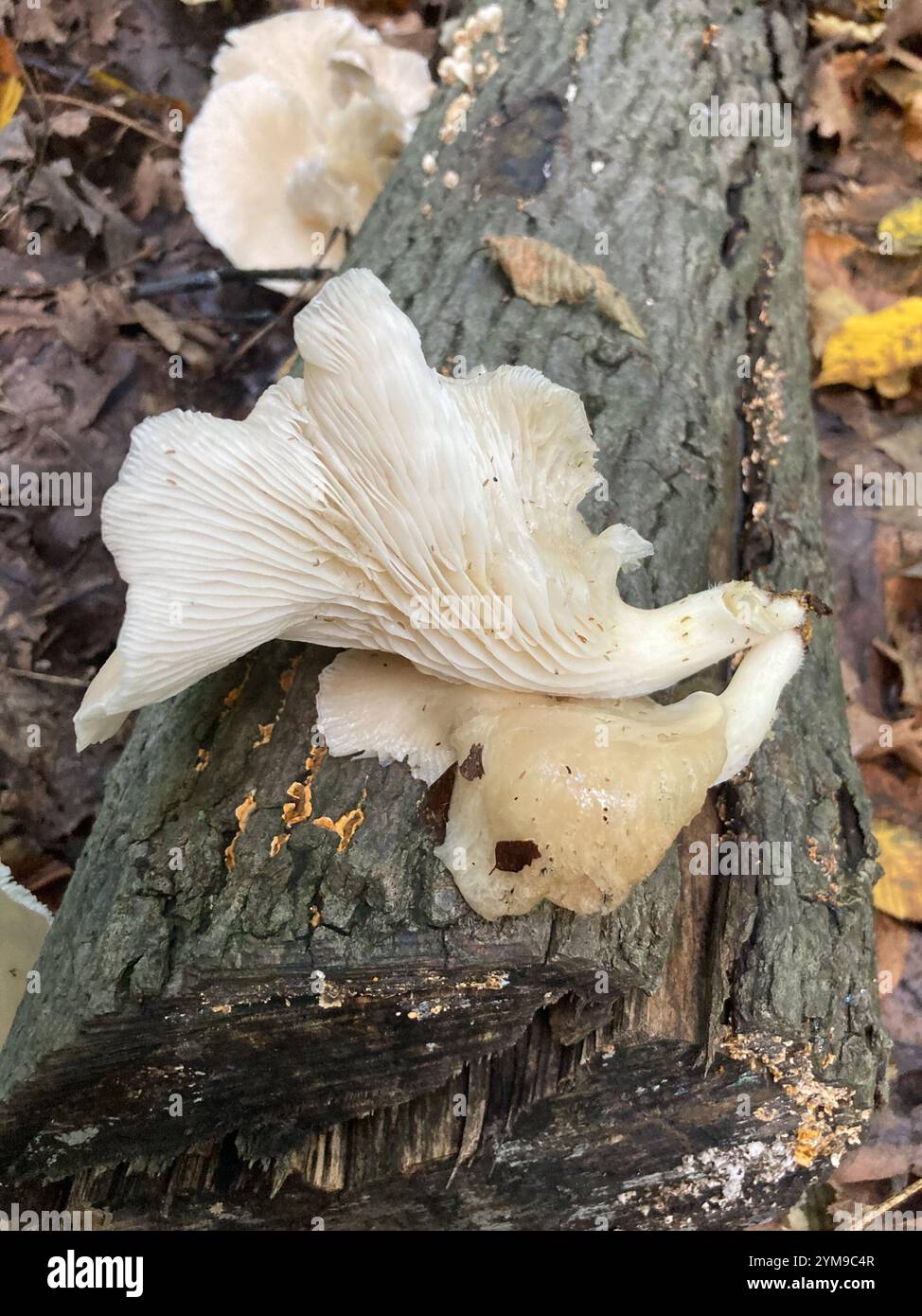 pale oyster (Pleurotus pulmonarius Stock Photo - Alamy
