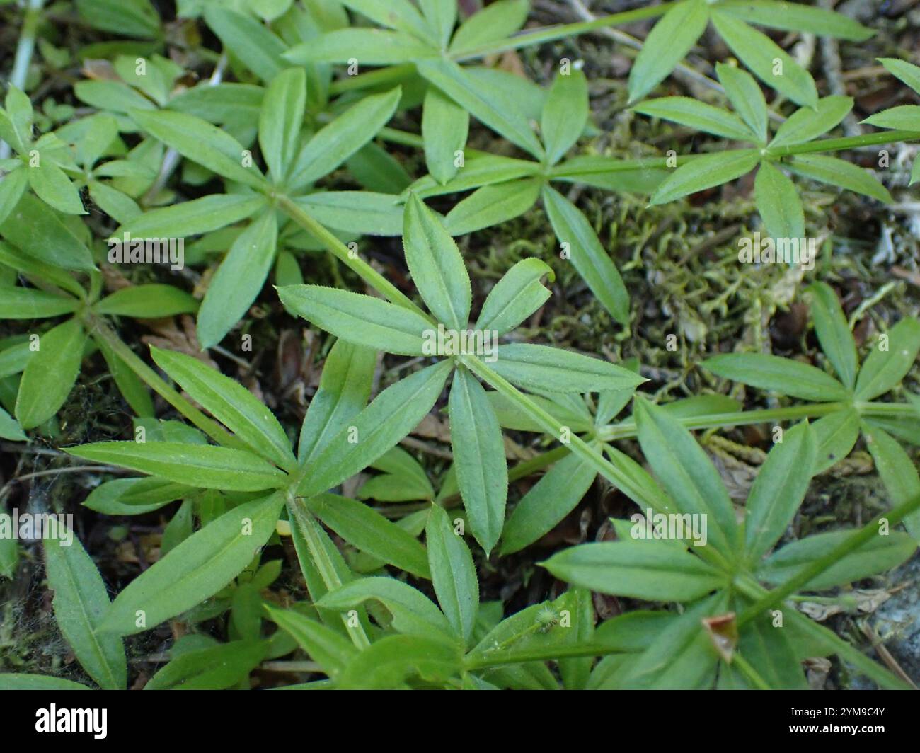 fragrant bedstraw (Galium triflorum Stock Photo - Alamy