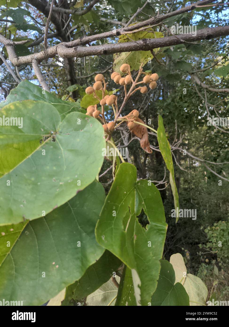 princess tree (Paulownia tomentosa Stock Photo - Alamy