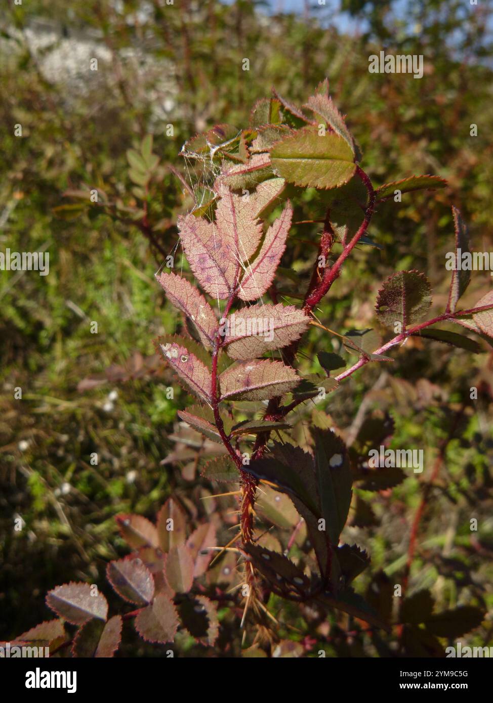 Burnet Rose (Rosa spinosissima Stock Photo - Alamy