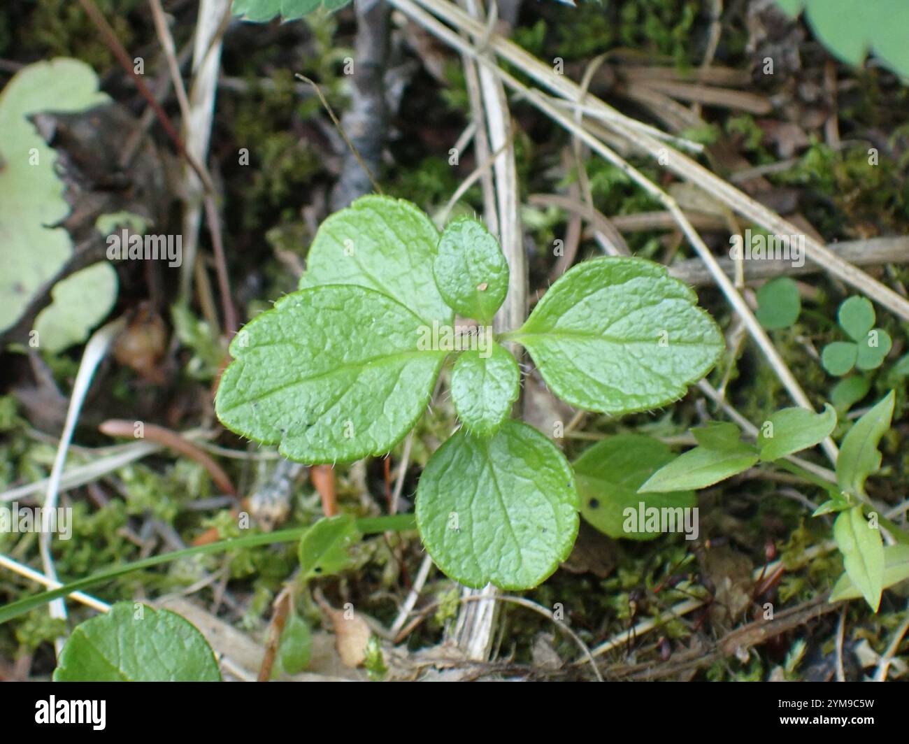 Twinflower (Linnaea borealis Stock Photo - Alamy