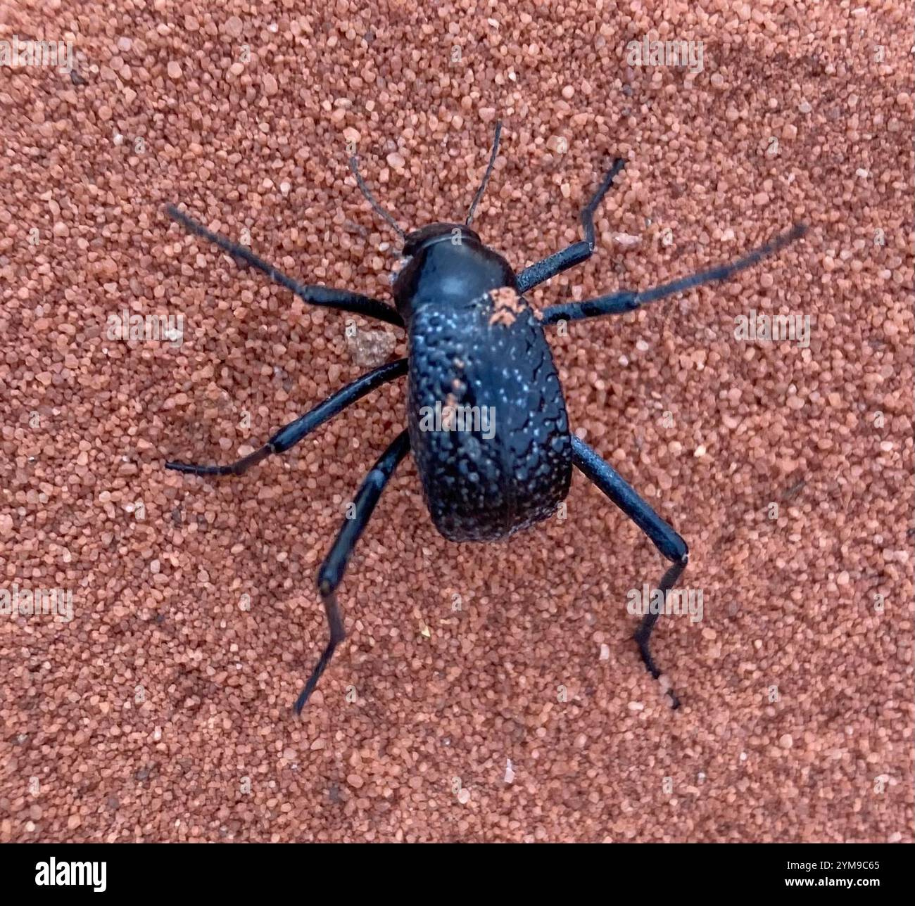 Pitted Beetle (Adesmia cancellata Stock Photo - Alamy