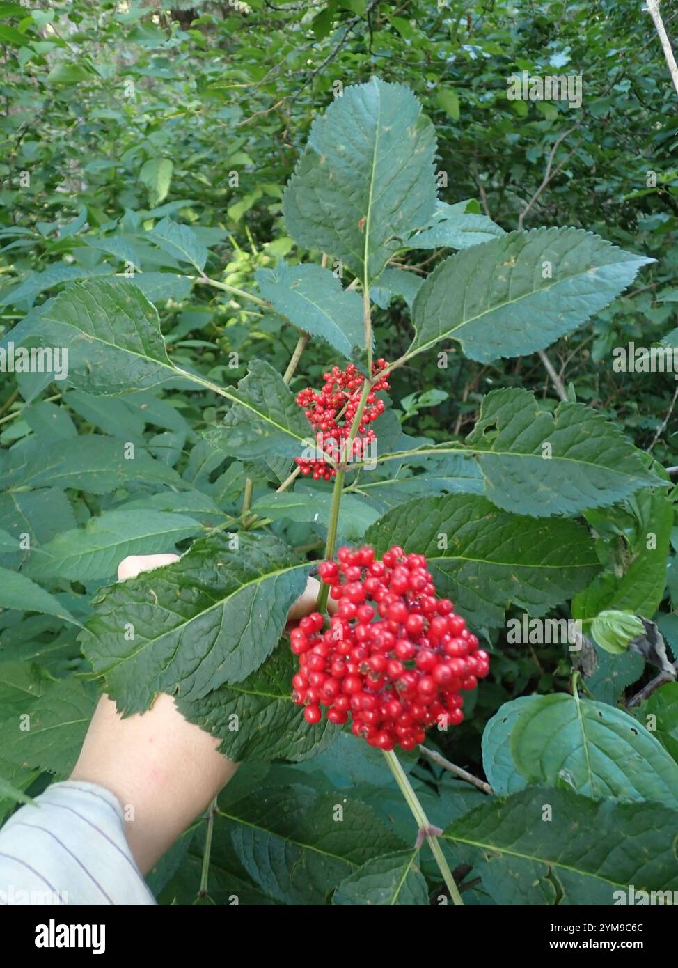 red-berried elder (Sambucus racemosa Stock Photo - Alamy
