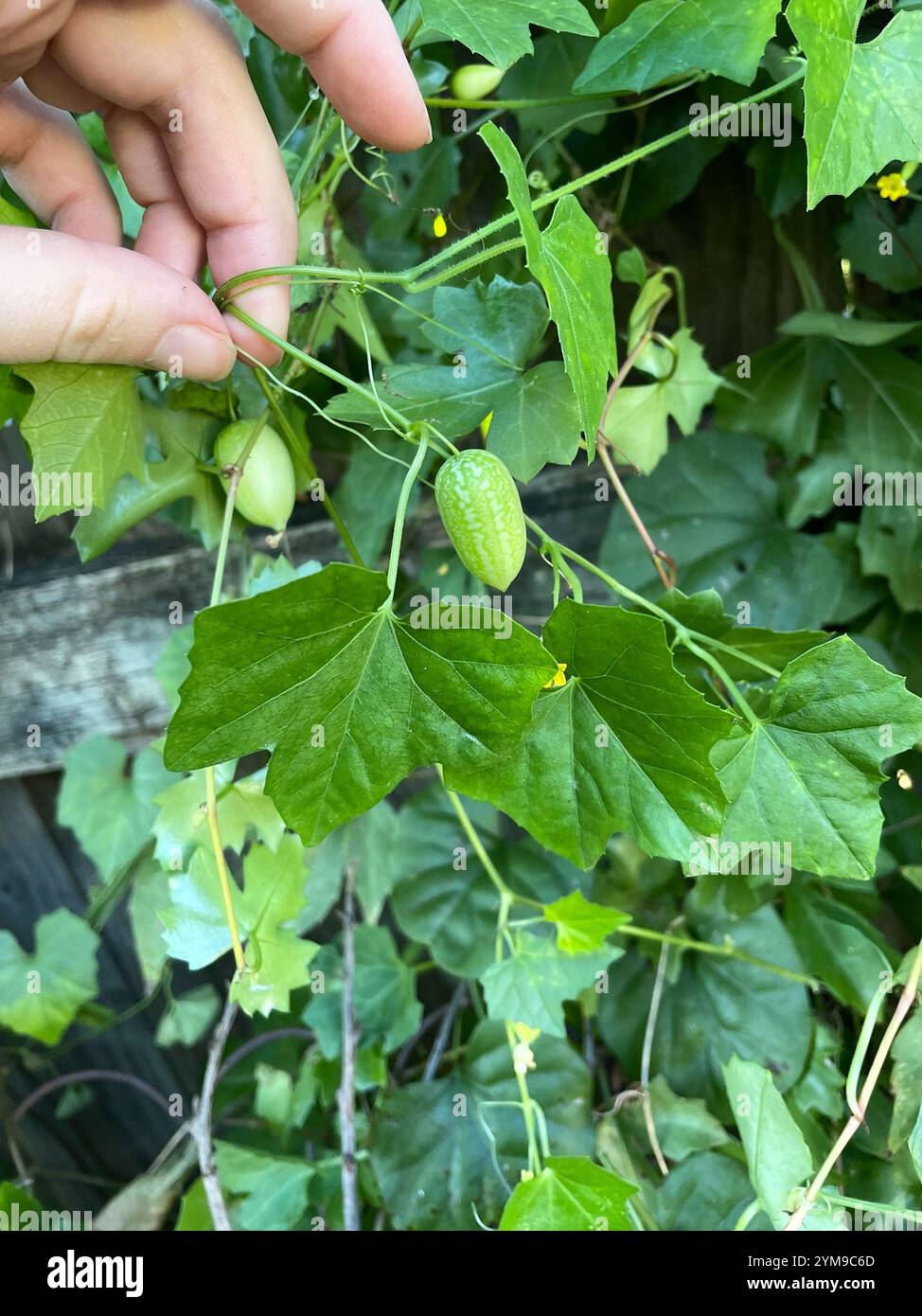 creeping cucumber (Melothria pendula Stock Photo - Alamy