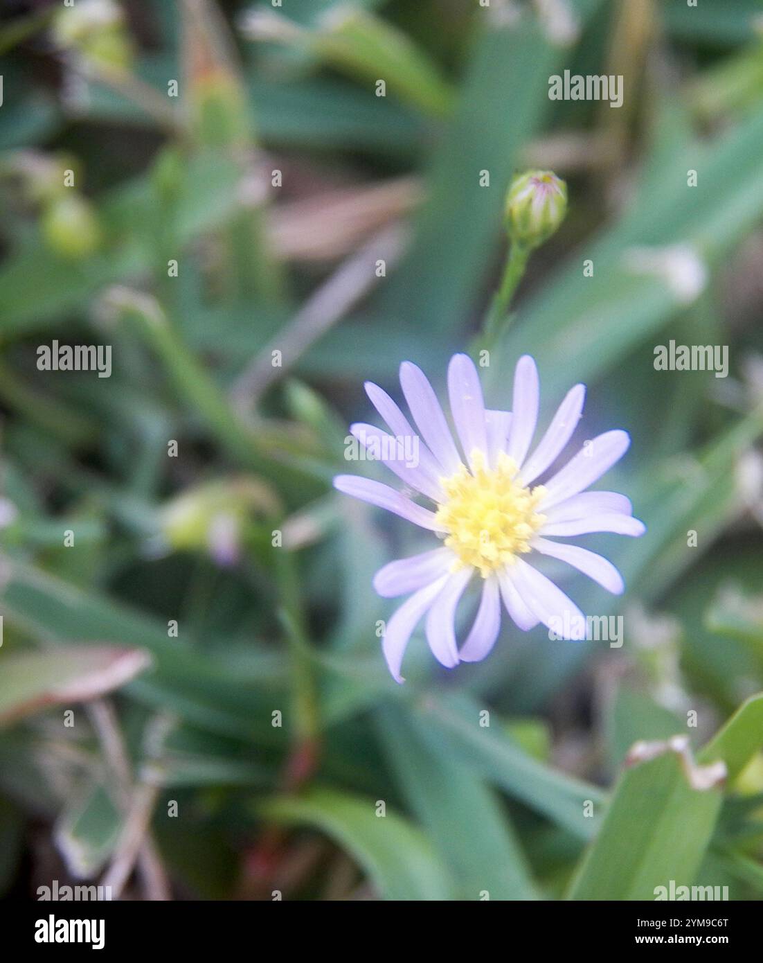 southern annual saltmarsh aster (Symphyotrichum divaricatum Stock Photo ...
