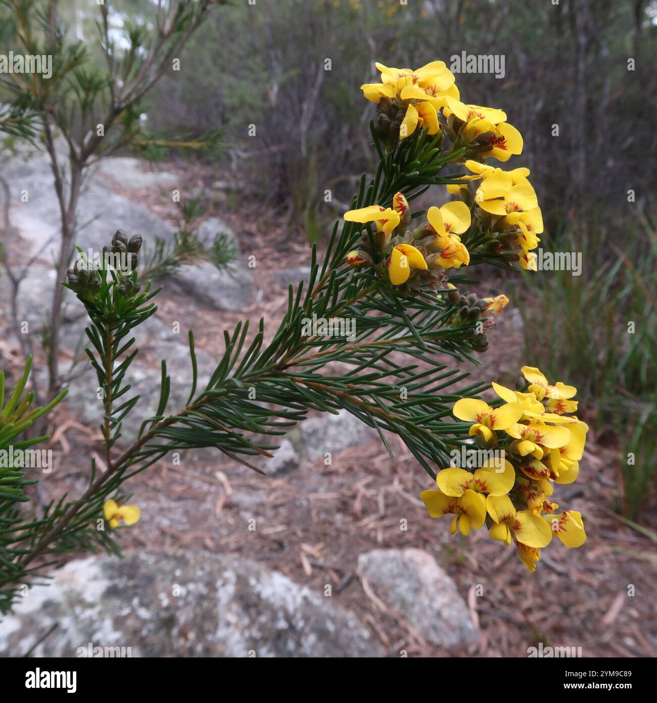 Smooth Parrot-pea (Dillwynia glaberrima Stock Photo - Alamy