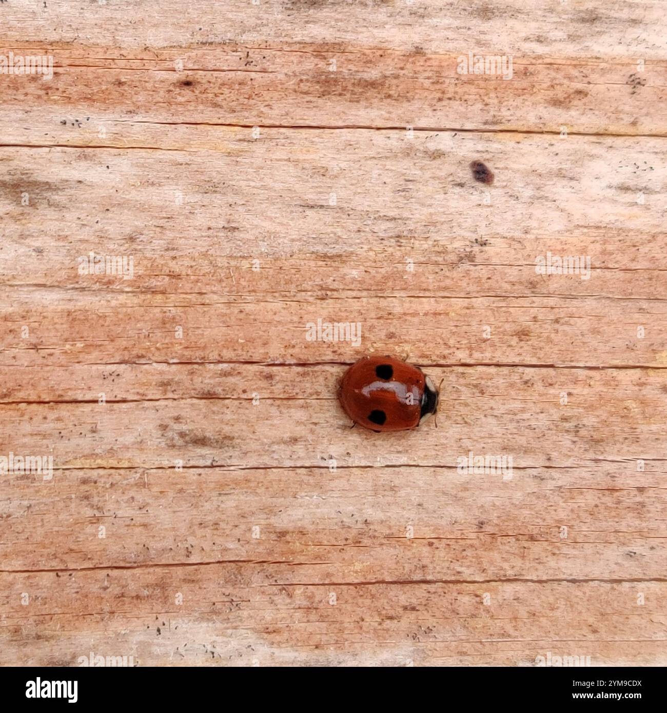 Two-spotted Lady Beetle (Adalia bipunctata Stock Photo - Alamy