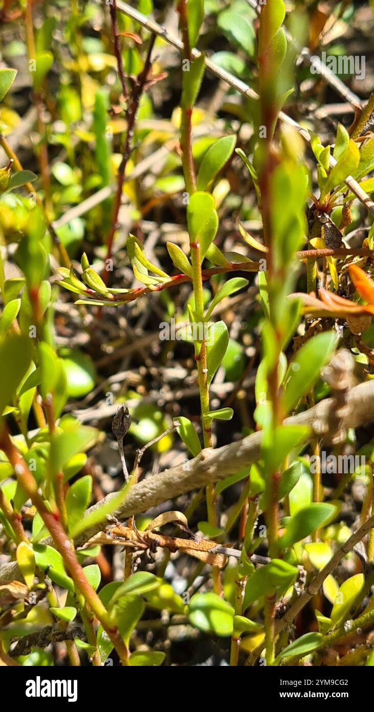 Sea Primrose (Samolus repens Stock Photo - Alamy