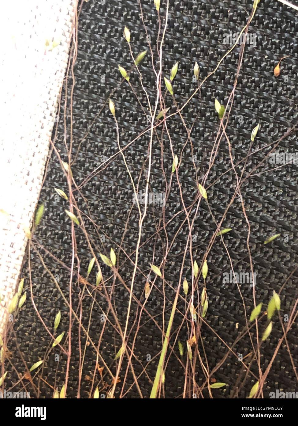 Fall Witchgrass (Digitaria cognata Stock Photo - Alamy