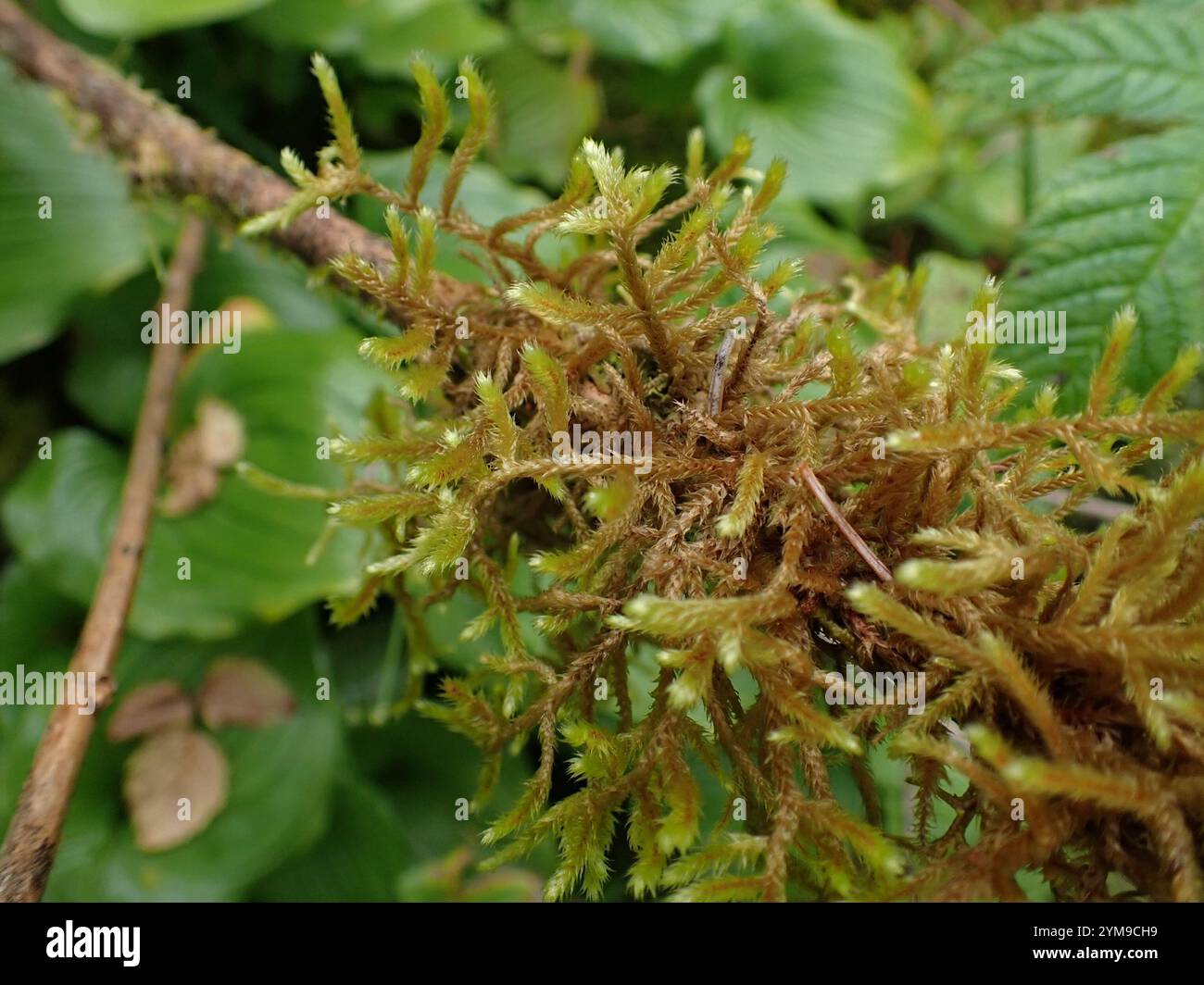 Pendulous Wing-moss (Antitrichia curtipendula Stock Photo - Alamy