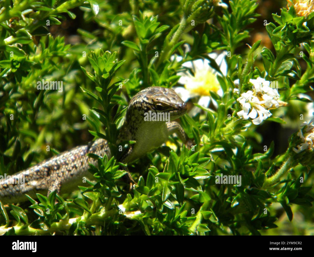 Cape Skink (Trachylepis capensis Stock Photo - Alamy