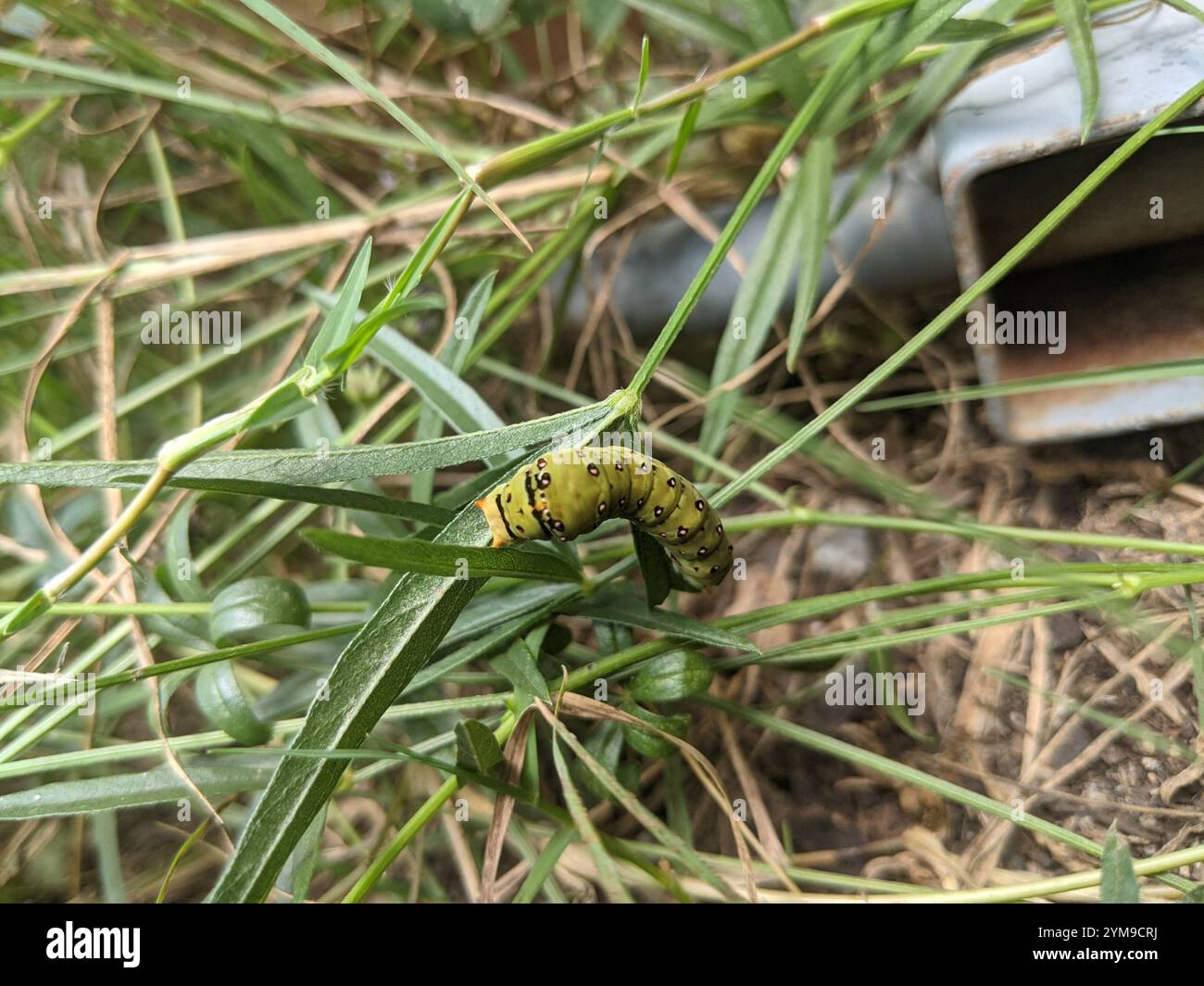 Lime Swallowtail (Papilio demoleus Stock Photo - Alamy