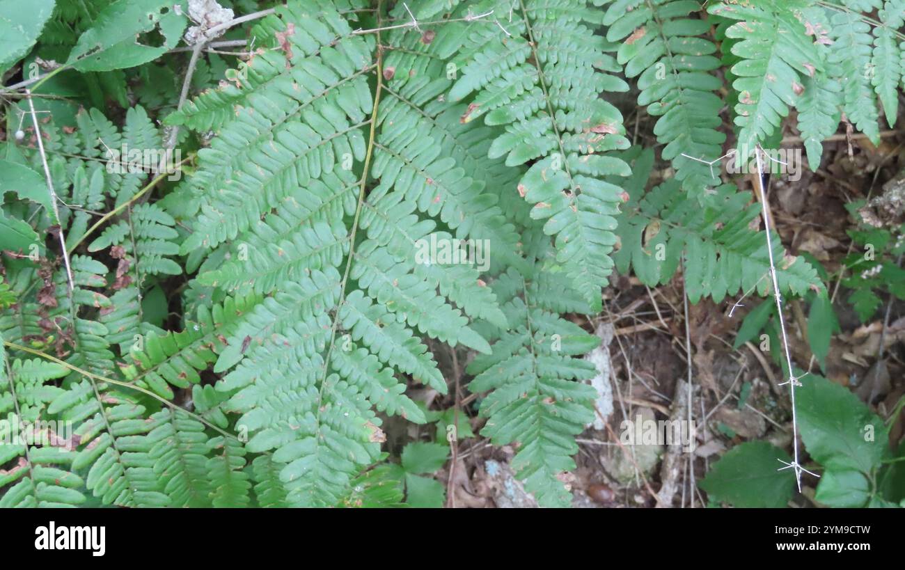 eagle fern (Pteridium aquilinum latiusculum Stock Photo - Alamy
