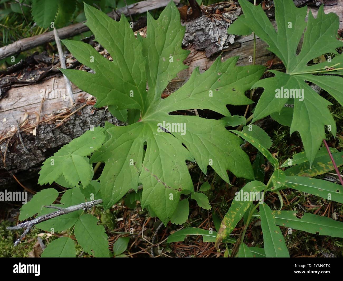 Western Sweet Coltsfoot (Petasites frigidus palmatus Stock Photo - Alamy