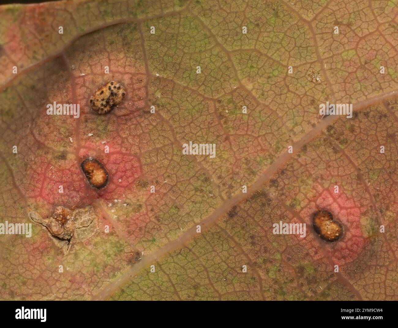 oak flake gall wasp (Neuroterus quercusverrucarum Stock Photo - Alamy