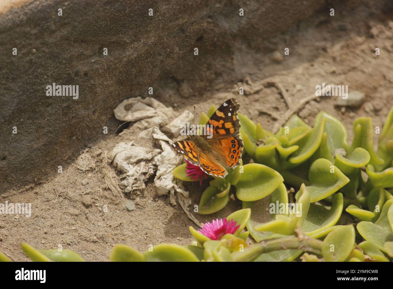 Subtropical Lady (Vanessa carye Stock Photo - Alamy