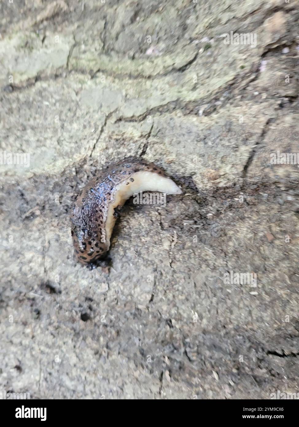 Leopard Slug (Limax maximus Stock Photo - Alamy