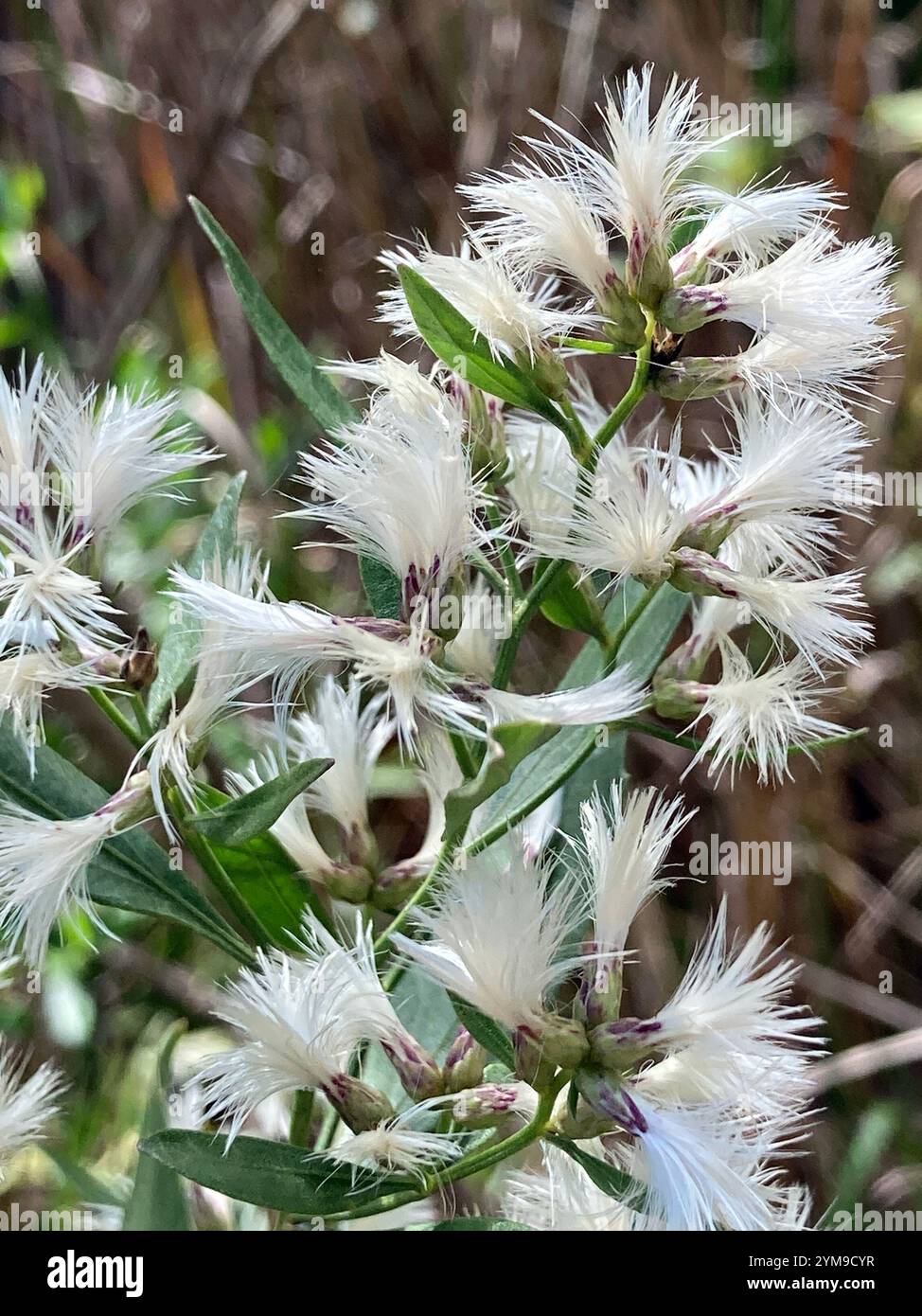 groundsel tree (Baccharis halimifolia Stock Photo - Alamy
