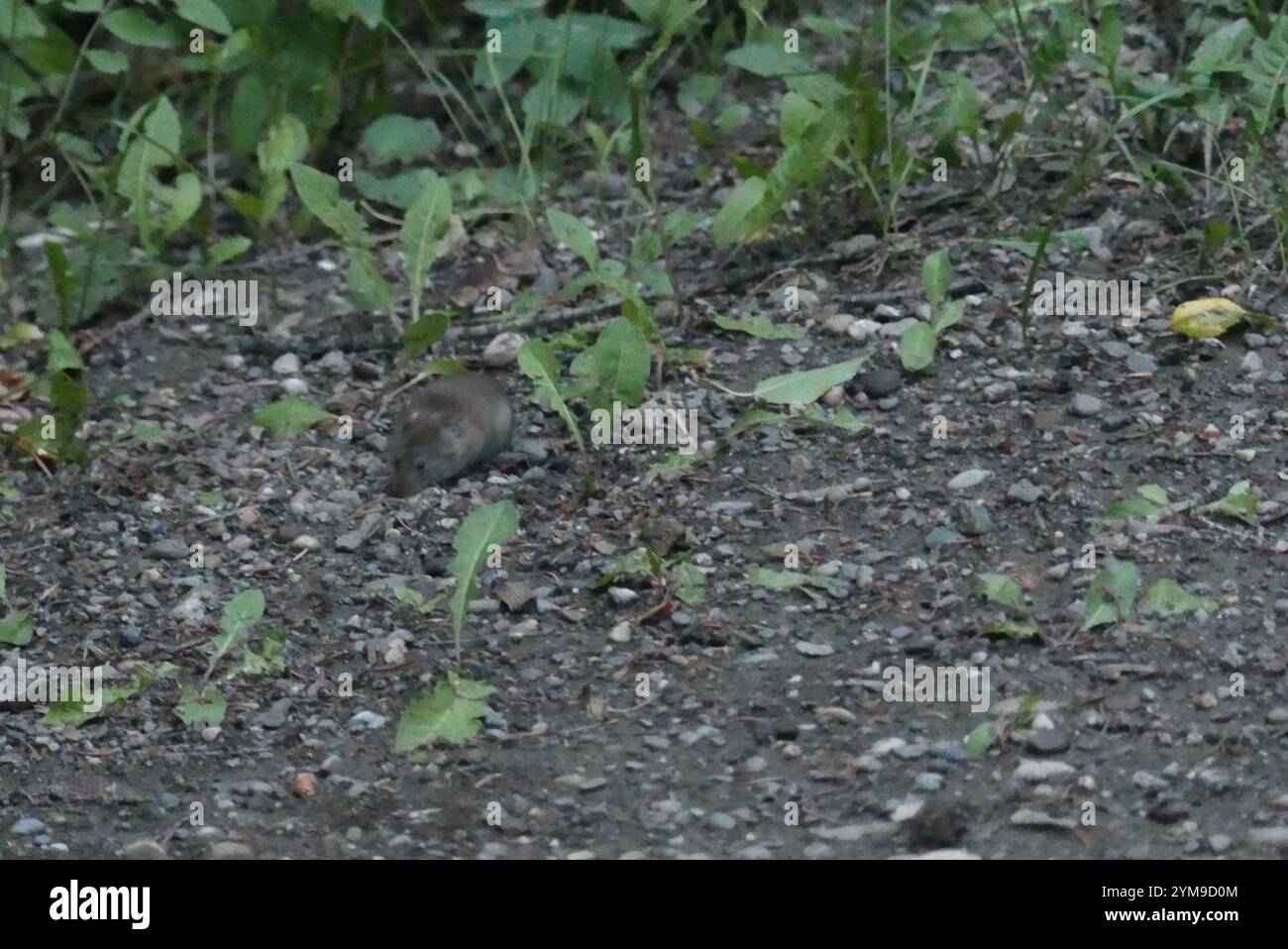 Voles, Lemmings, and Muskrats (Arvicolinae Stock Photo - Alamy