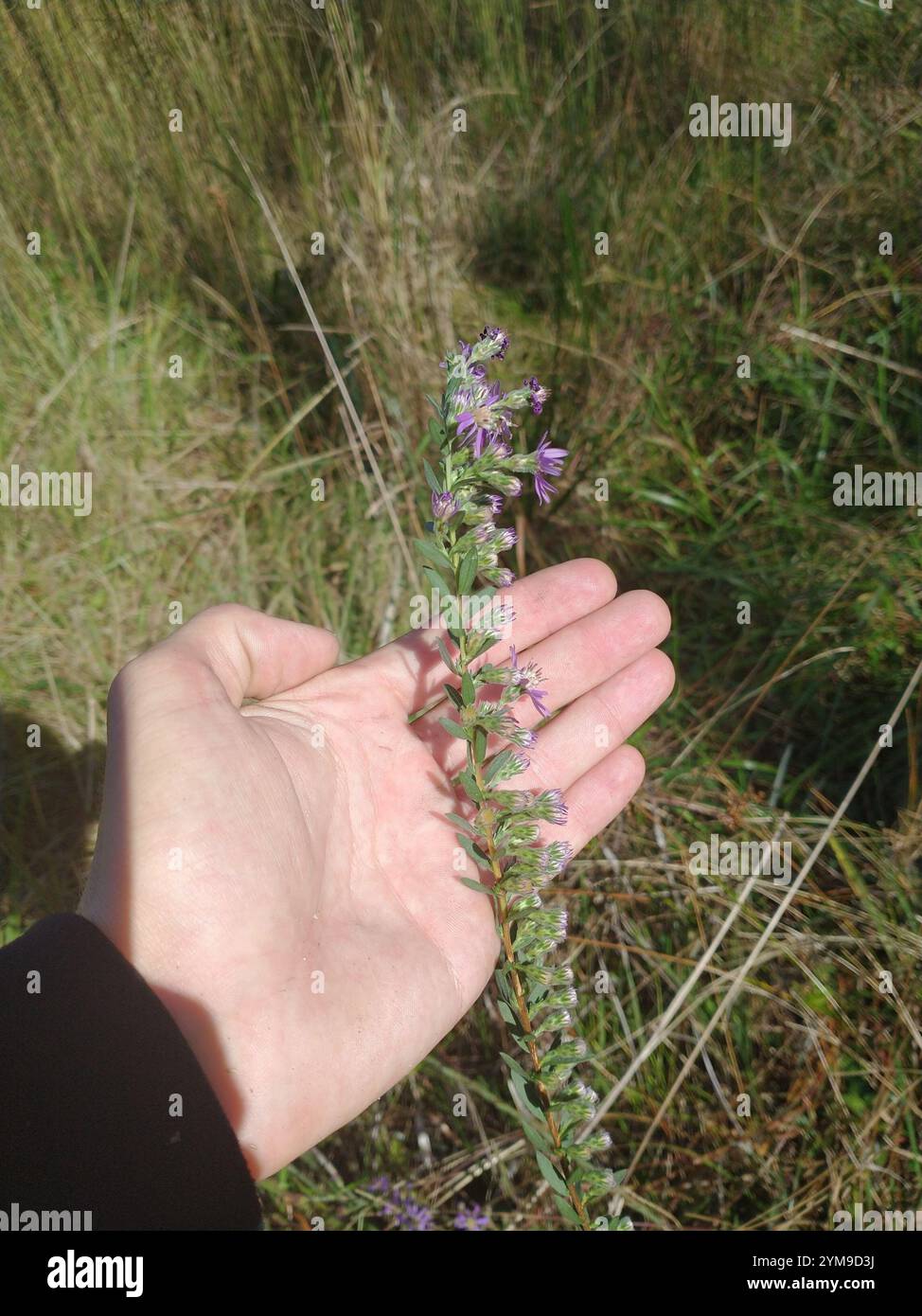 Eastern Silver Aster (Symphyotrichum concolor Stock Photo - Alamy