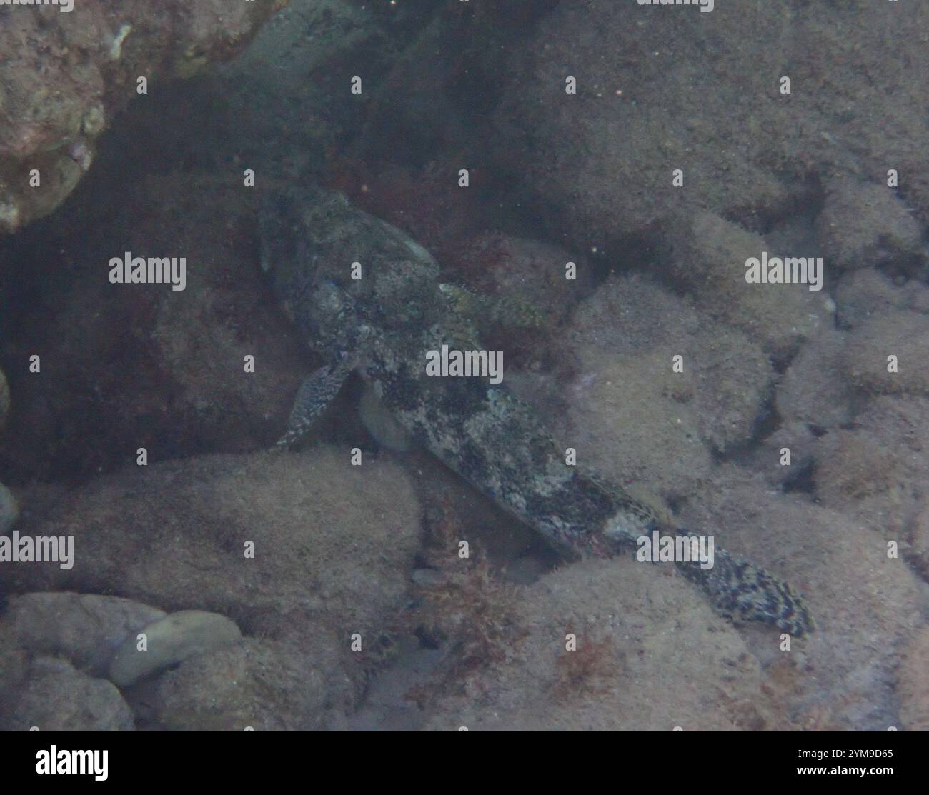 Gobius cobitis hi-res stock photography and images - Alamy
