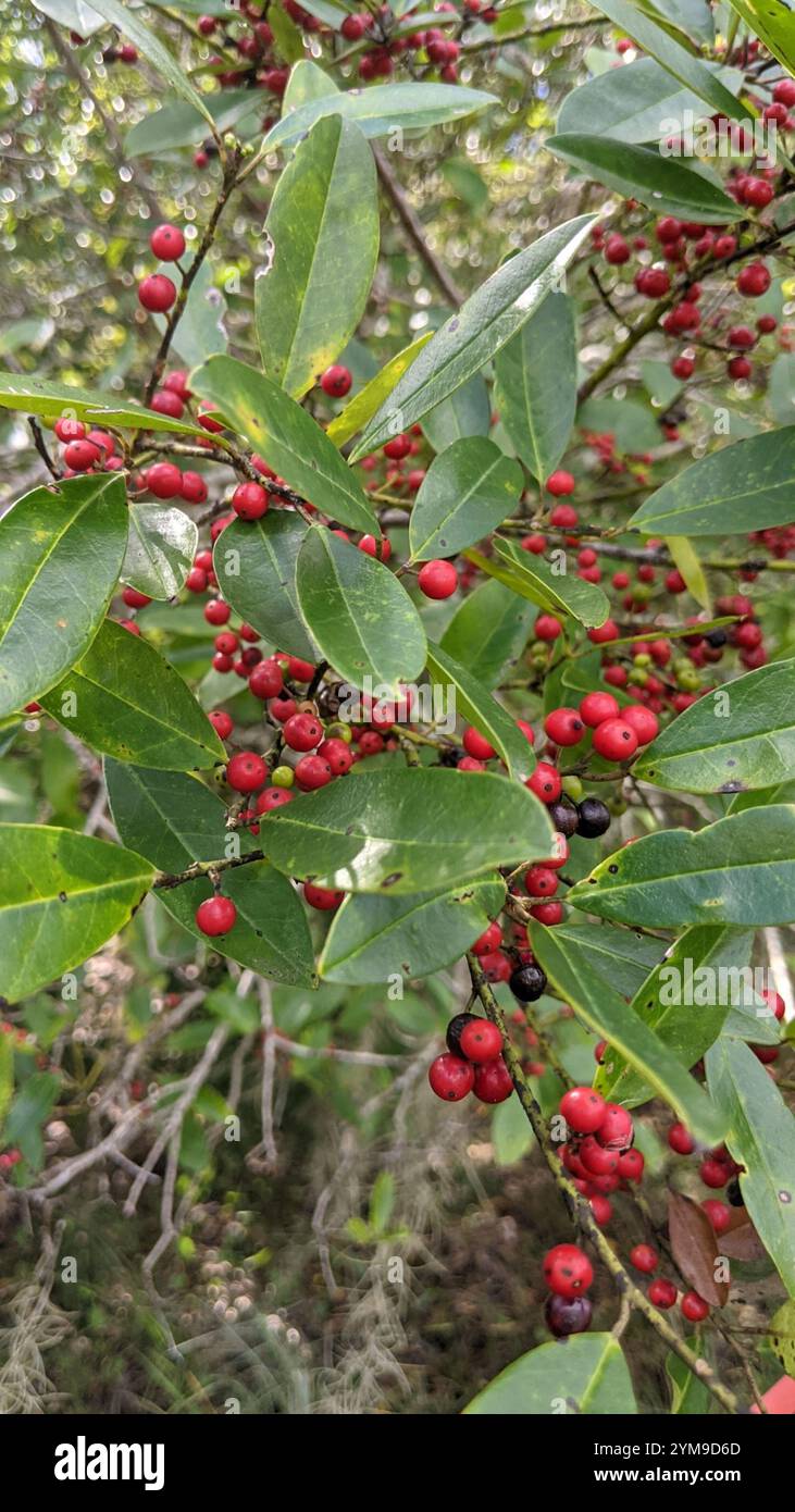 Cassine holly hi-res stock photography and images - Alamy