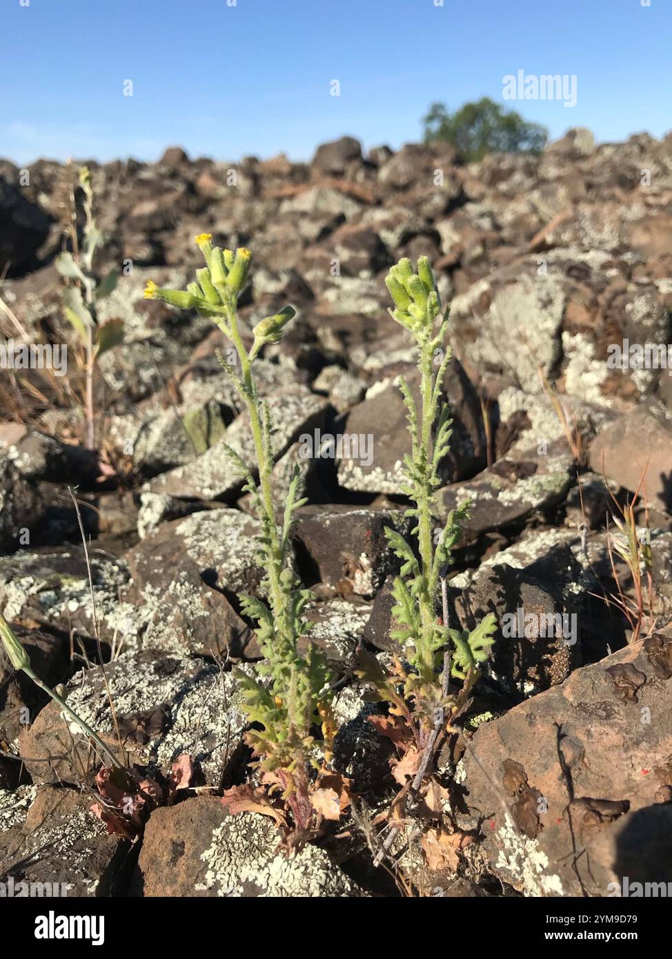 common groundsel (Senecio vulgaris Stock Photo - Alamy