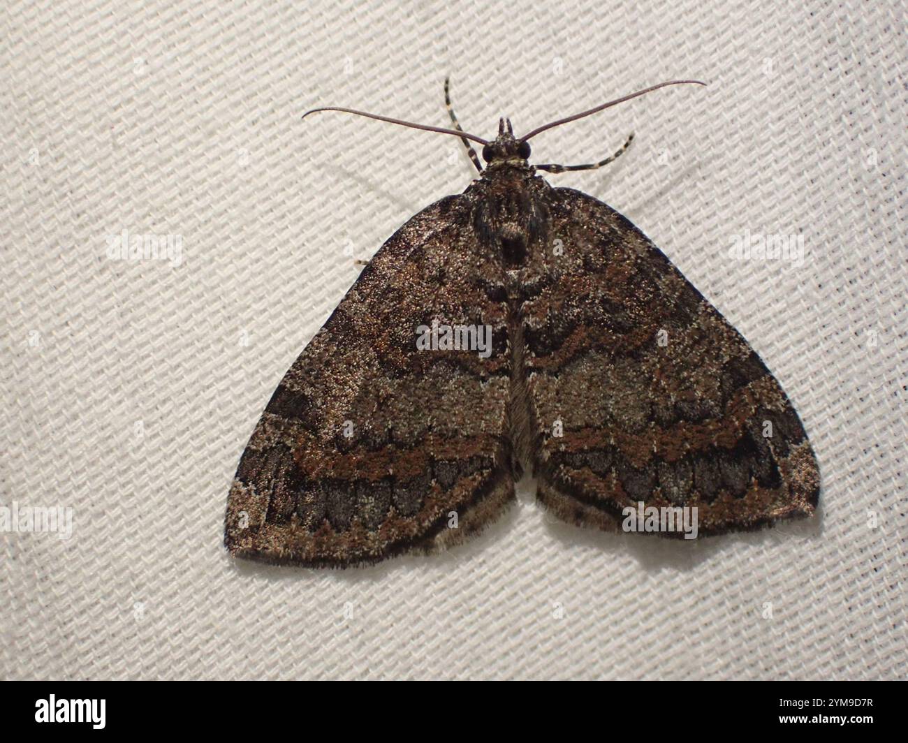 Geometer Moths (Geometridae Stock Photo - Alamy