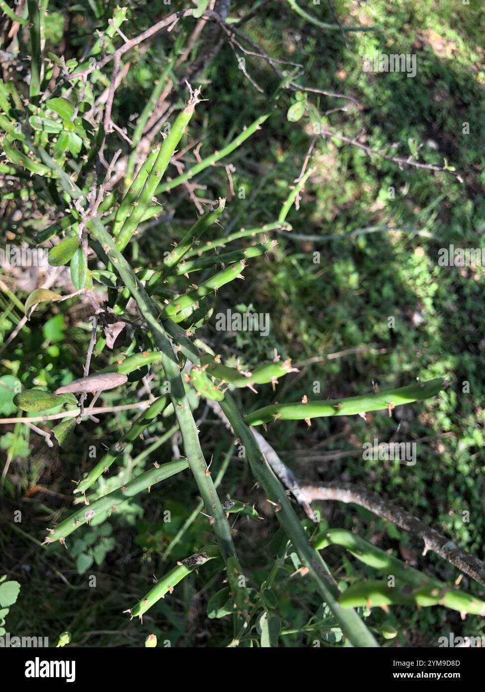 Christmas cholla (Cylindropuntia leptocaulis Stock Photo - Alamy