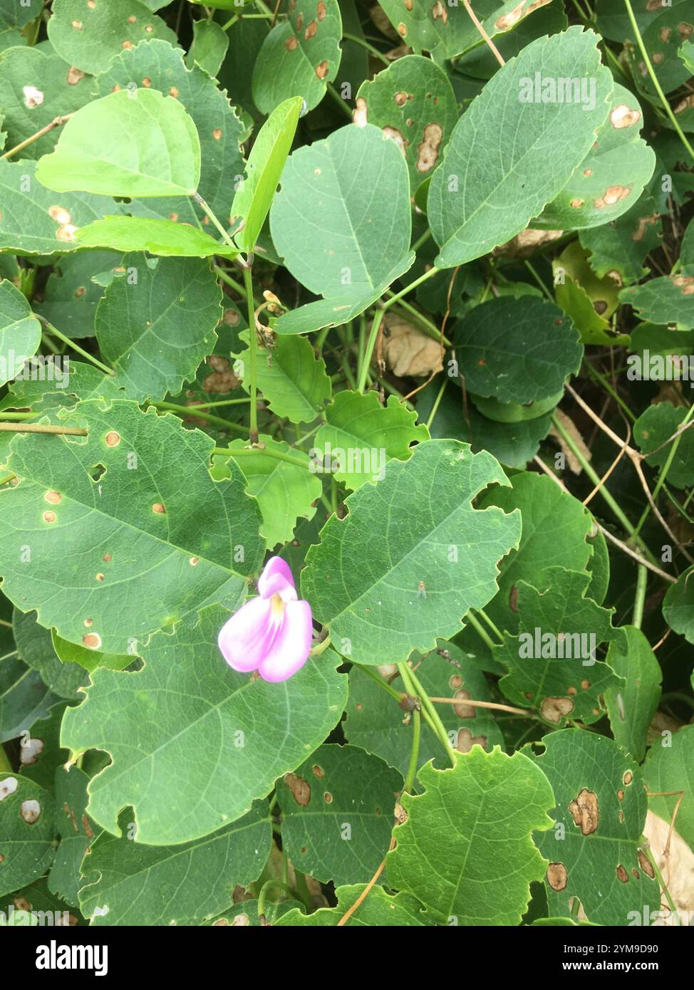 Canavalia rosea beach bean hi-res stock photography and images - Alamy