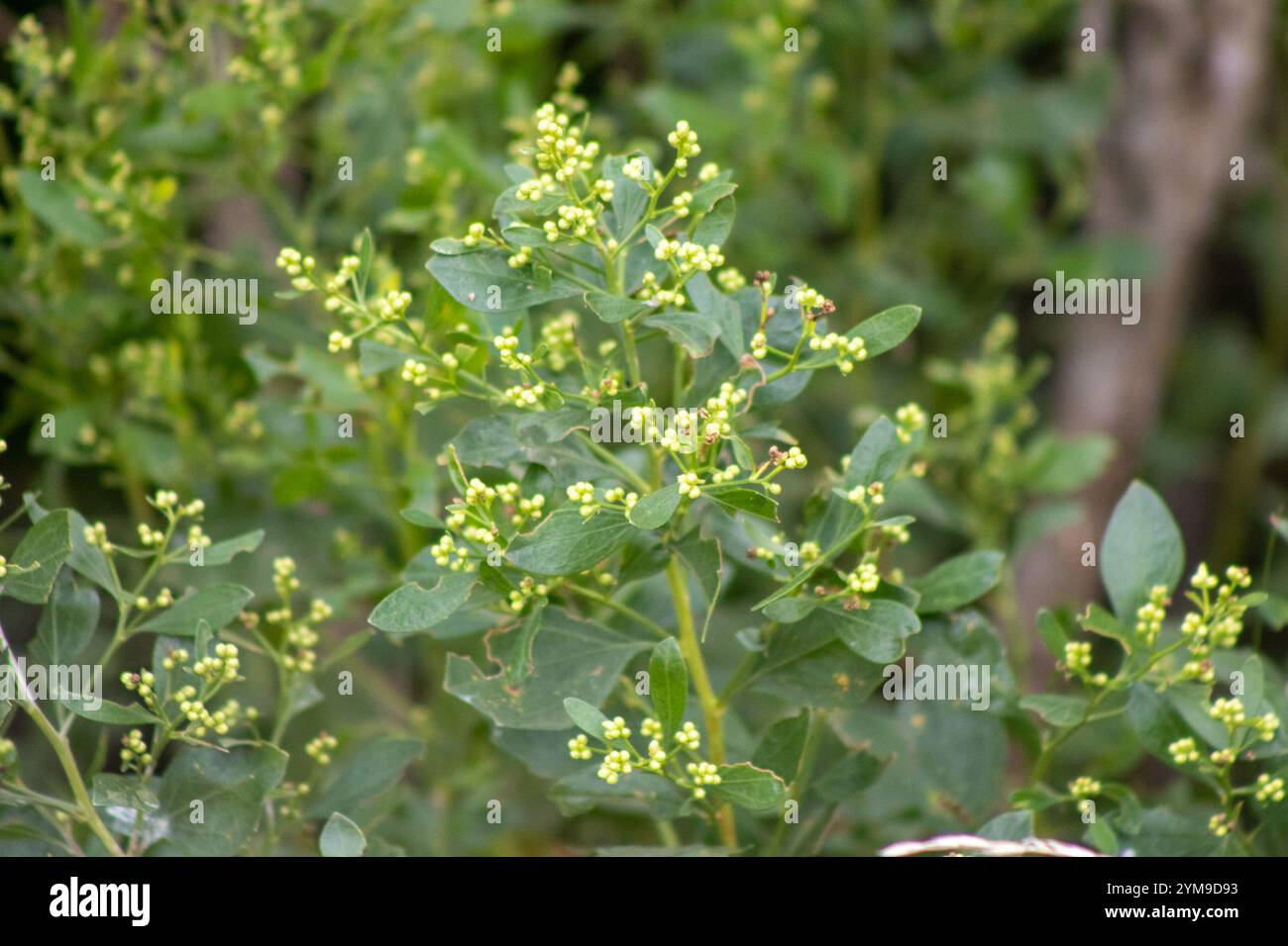 groundsel tree (Baccharis halimifolia Stock Photo - Alamy