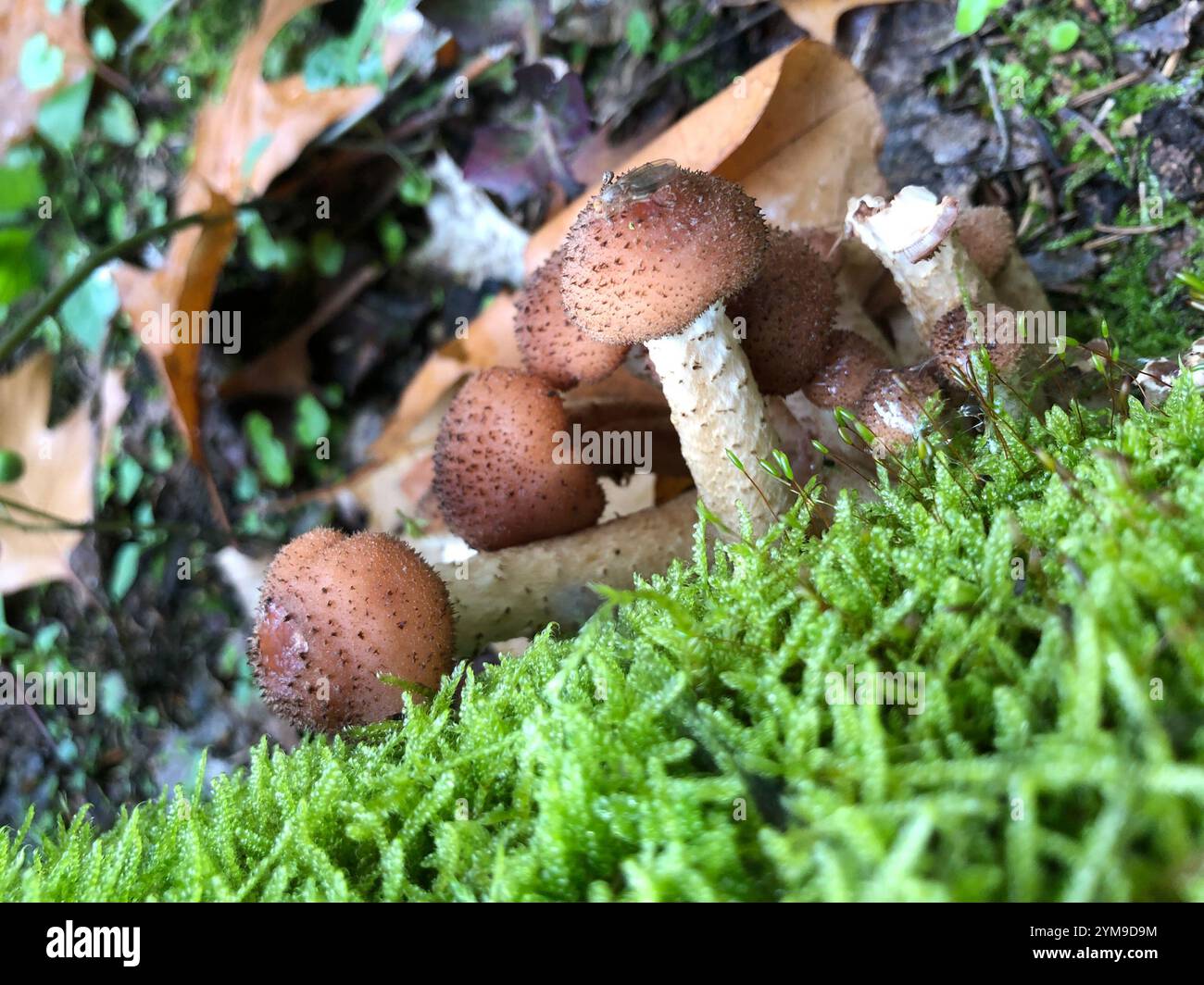 honey mushrooms (Armillaria Stock Photo - Alamy