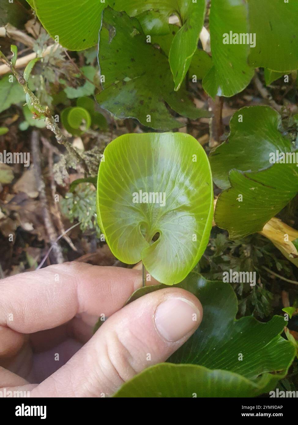 Kidney fern hi-res stock photography and images - Alamy